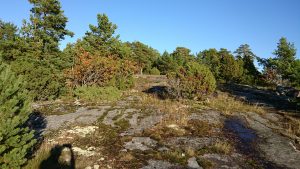 Finnish Nature – Explore the Finnish nature with Moha